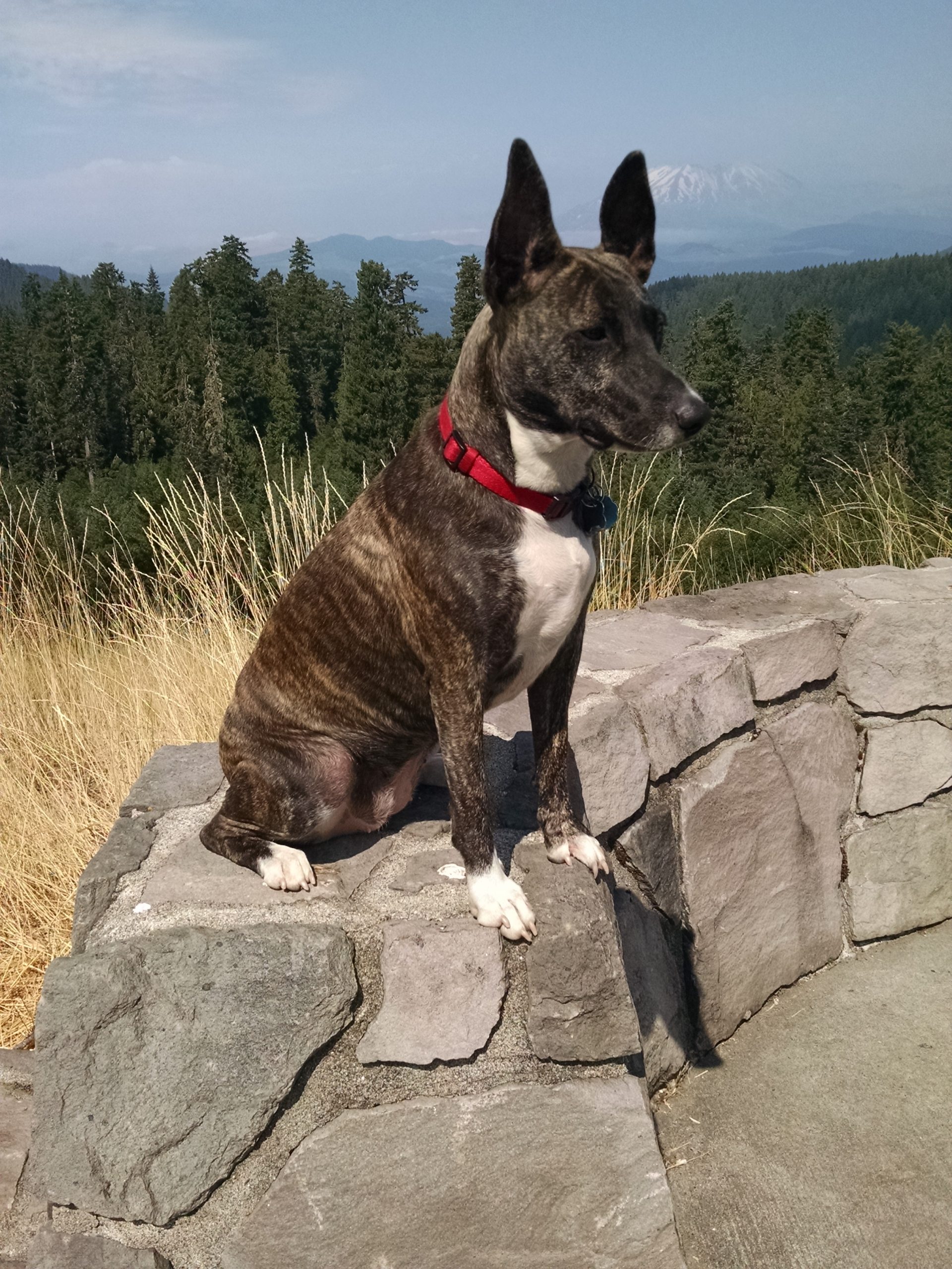 A New Challenge | Flights of Fantasy